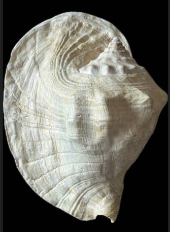 shellauction.net :: Strombus goliath - 3731443