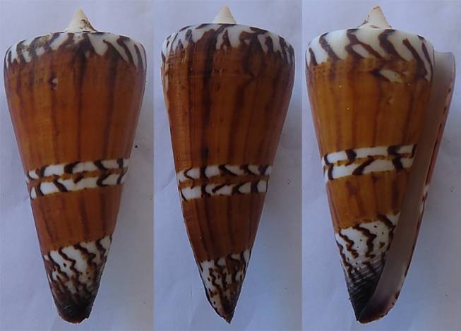 shellauction.net :: Conus generalis - 3731476