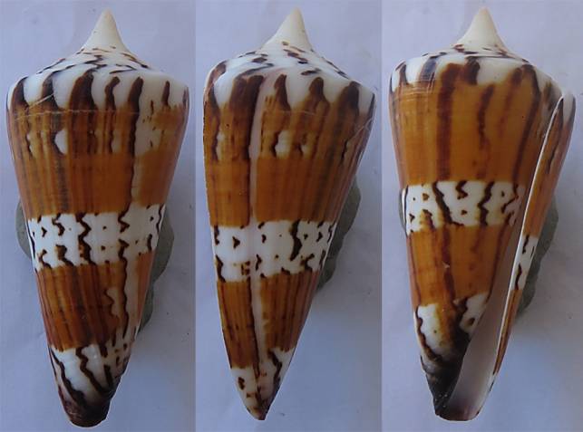 shellauction.net :: Conus generalis - 3731497