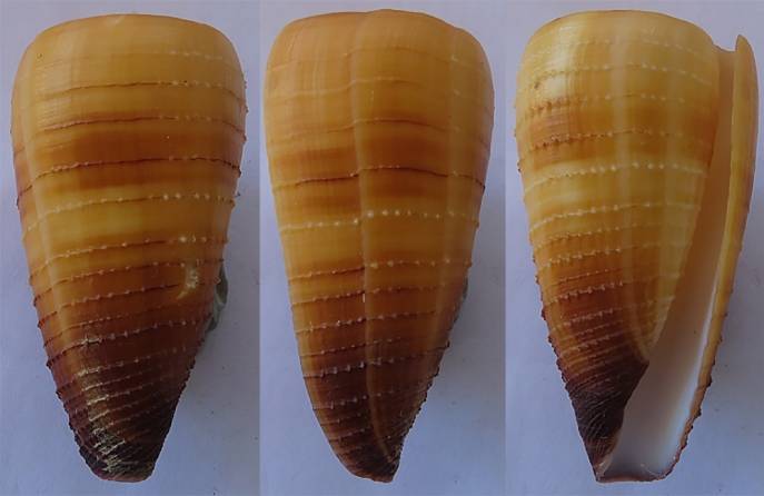 shellauction.net :: Conus ferrugineus - 3731718