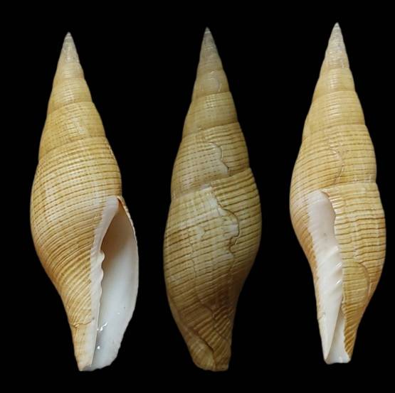 shellauction.net :: Mitra sp. - 3731734