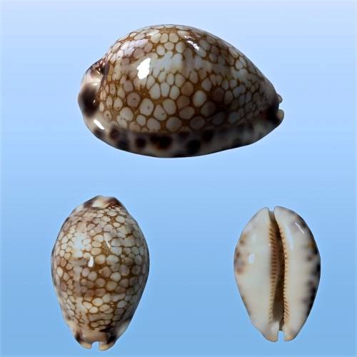 shellauction.net :: Mauritia histrio - 3731822