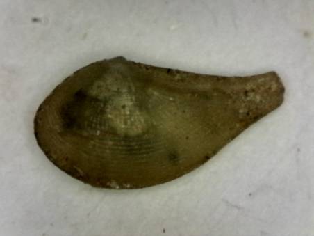 shellauction.net :: Cuspidaria species - 3731856