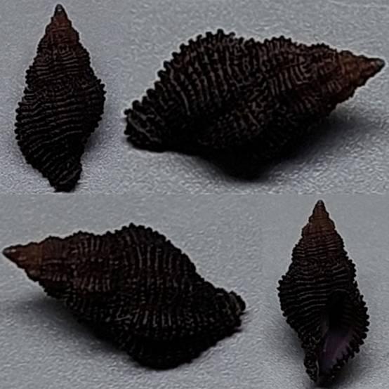 shellauction.net :: Engina sp. - 3731860