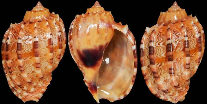 shellauction.net :: Harpa kajiyamai - 3731893