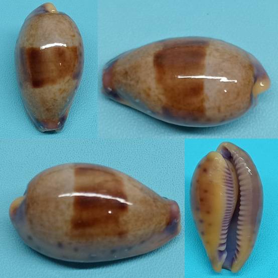 shellauction.net :: Contradusta walkeri - 3731901