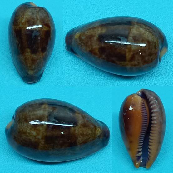 shellauction.net :: Contradusta walkeri - 3731903