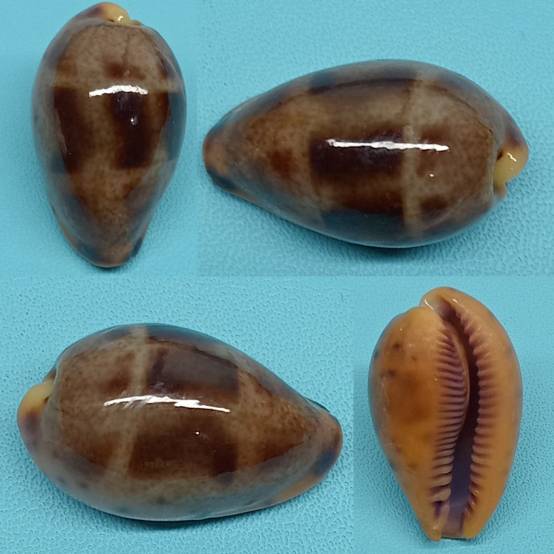 shellauction.net :: Contradusta walkeri - 3731905