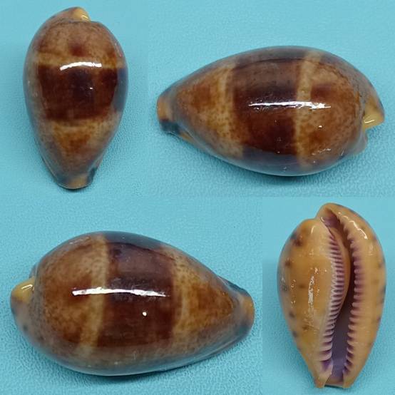 shellauction.net :: Contradusta walkeri - 3731906