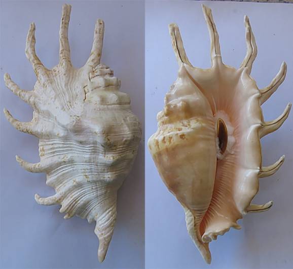 shellauction.net :: Lambis wheelwhrighti - 3731924