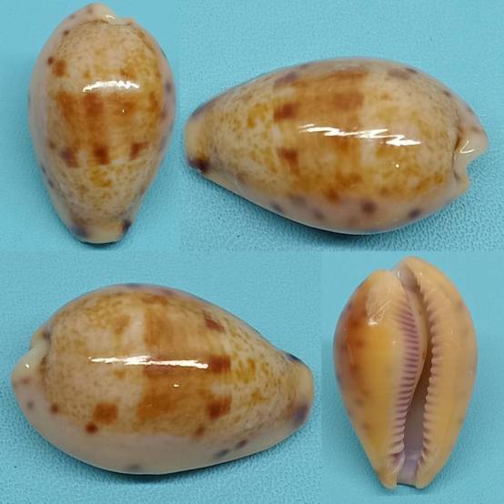 shellauction.net :: Contradusta walkeri - 3731949