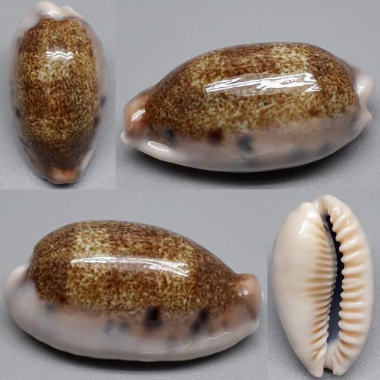 shellauction.net :: Erronea caurica - 3731977