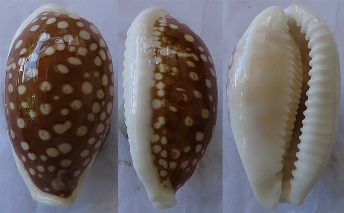 shellauction.net :: Cribrarula cribraria - 3732124