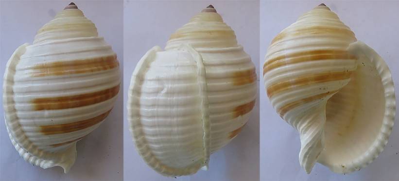 shellauction.net :: Tonna sulcosa - 3732163