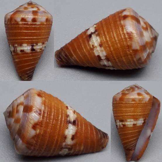 shellauction.net :: Conus capitaneus - 3732267