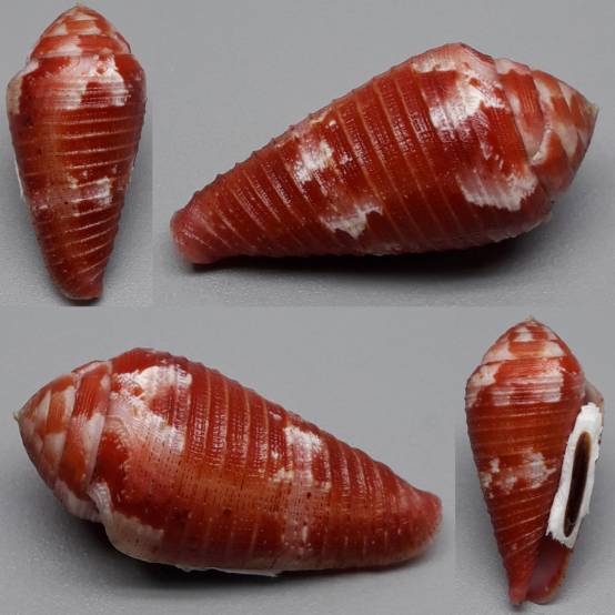 shellauction.net :: Conus pertusus - 3732489