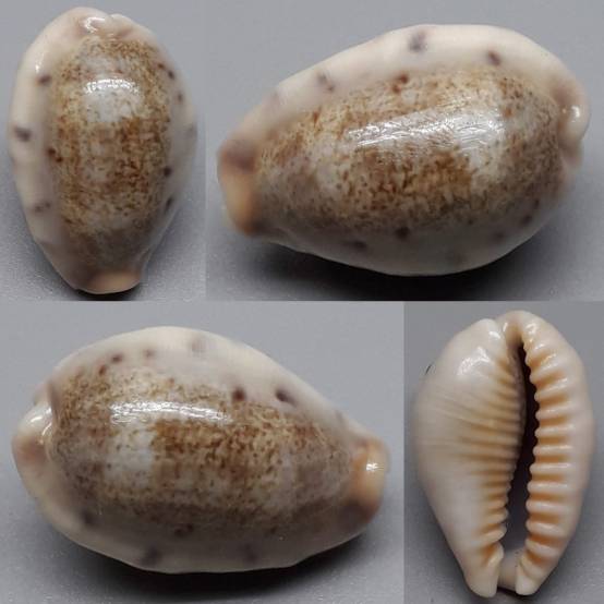 shellauction.net :: Erronea caurica - 3732567