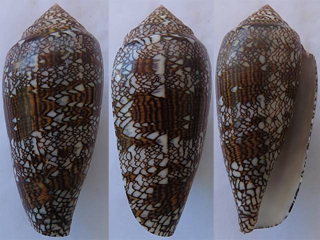 shellauction.net :: Conus textile - 3732583