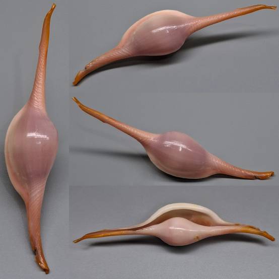 shellauction.net :: Volva volva - 3732586