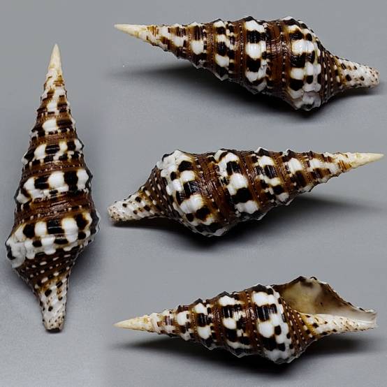 shellauction.net :: Turris spectabilis - 3732592