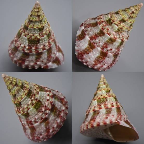 shellauction.net :: Tectus sp. - 3732632