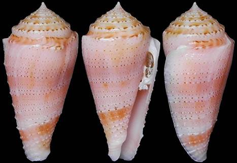 shellauction.net :: Conasprella otohimeae - 3732675