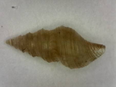 shellauction.net :: Turris species - 3732683