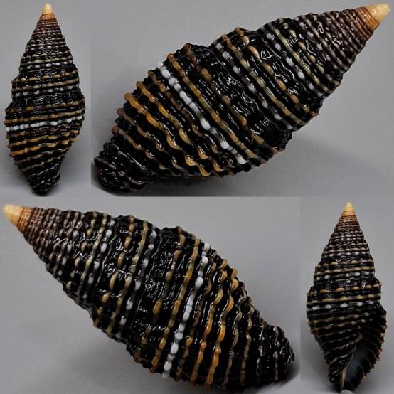 shellauction.net :: Mitra sp. - 3732696