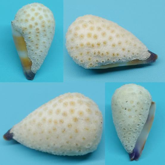 shellauction.net :: Conus floridulus - 3732740