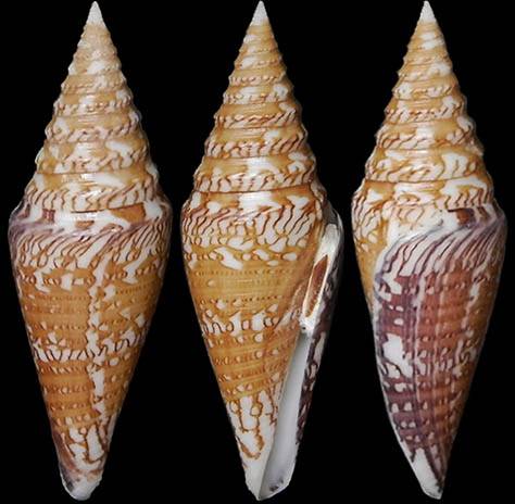 shellauction.net :: Conus excelsus - 3732966