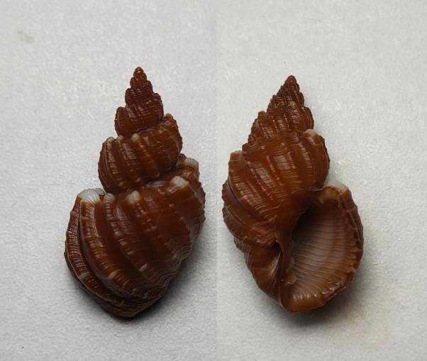 shellauction.net :: Scalptia textilis - 3732970