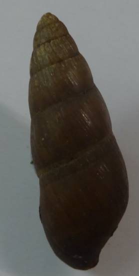 shellauction.net :: Bocageia clava - 3732976