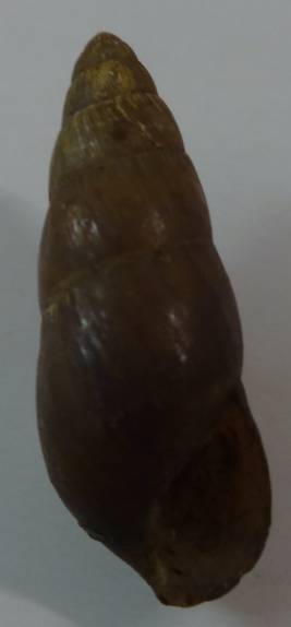 shellauction.net :: Bocageia clava - 3732976