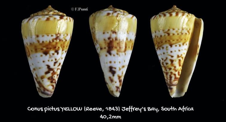 shellauction.net :: Conus pictus - 3732978