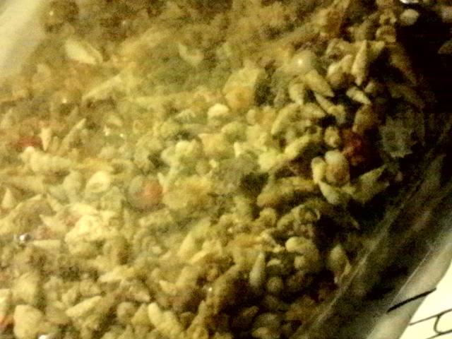 shellauction.net :: Assorted microshells - 3733036