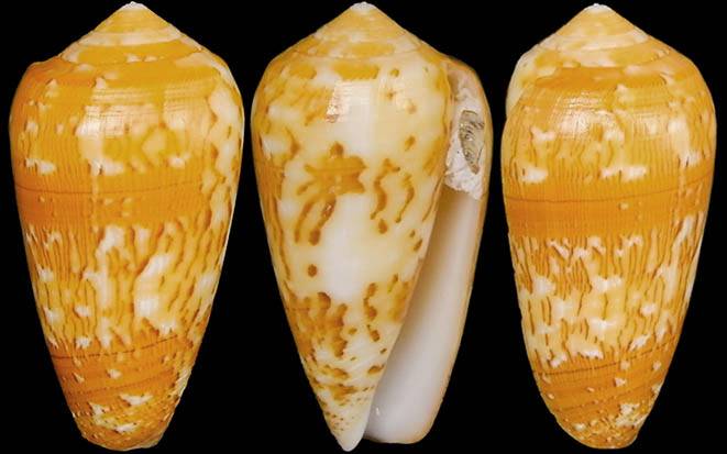 shellauction.net :: Conus floccatus form magdalenae - 3733088