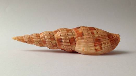 shellauction.net :: Lyria lyraeformis - 3733117