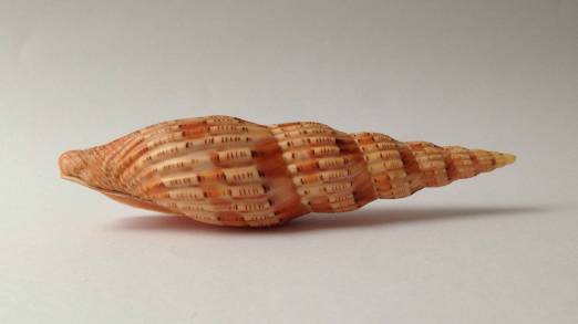 shellauction.net :: Lyria lyraeformis - 3733117