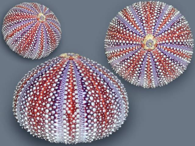 shellauction.net :: Echinus esculentus - 3733153