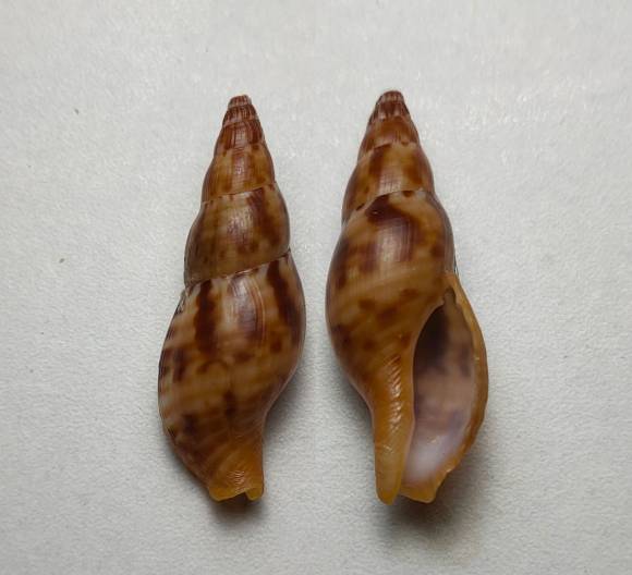 shellauction.net :: Pisania ignea - 3733176