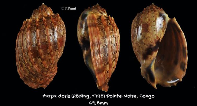 shellauction.net :: Harpa doris - 3733205