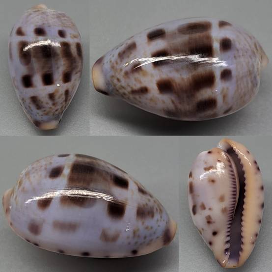 shellauction.net :: Contradusta walkeri - 3733237