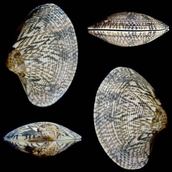 shellauction.net :: Protapes gallus - 3733249