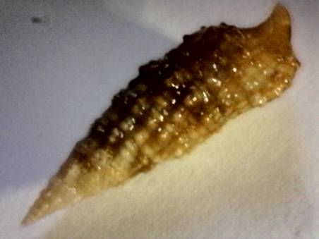 shellauction.net :: Cerithium species - 3733364