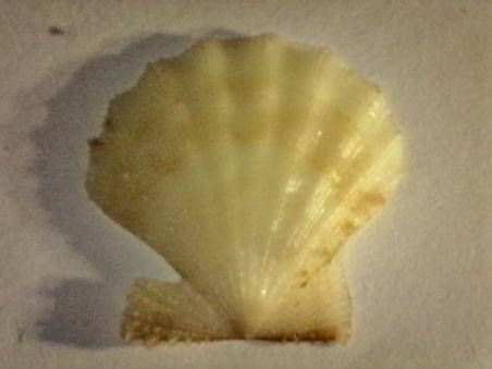 shellauction.net :: Pectin species - 3733369