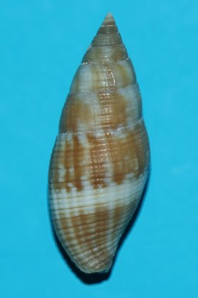 shellauction.net :: Quasimitra variabilis - 3733409