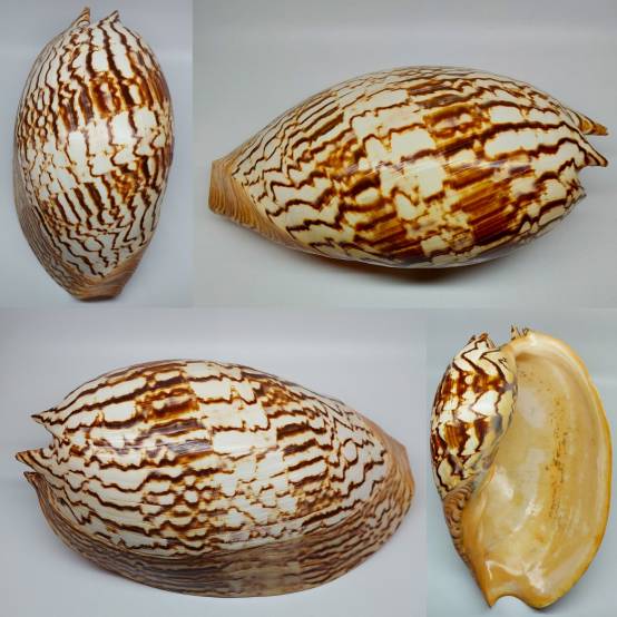 shellauction.net :: Melo amphora - 3733469