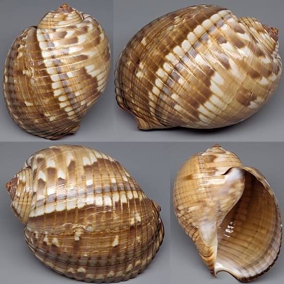 shellauction.net :: Tonna perdix - 3733516