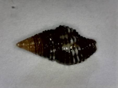 shellauction.net :: Engina species - 3733532