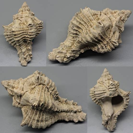 shellauction.net :: Murex sp. - 3733608